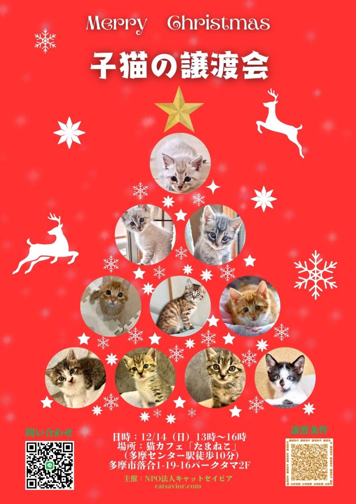 12/14（日）譲渡会開催します！ | NPO法人キャットセイビア